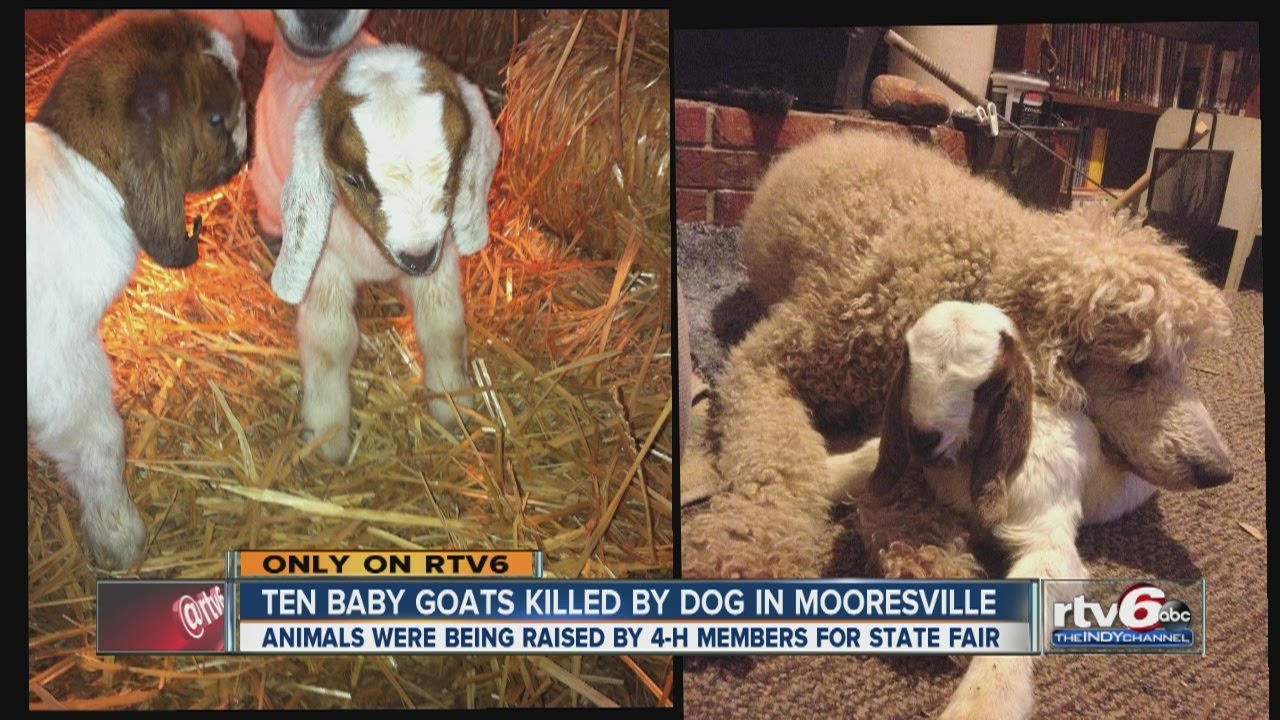 Baby goats killed by dog in Mooresville - YouTube