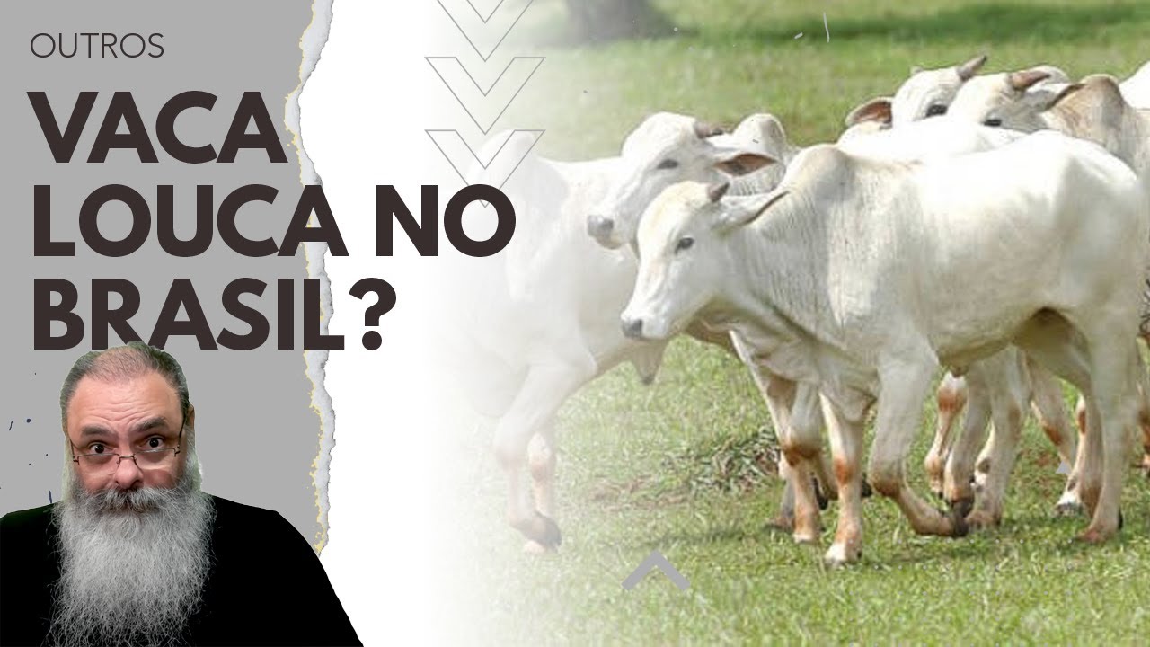 CASO SUSPEITO de DOENÇA da VACA LOUCA no BRASIL pode ATRAPALHAR ...