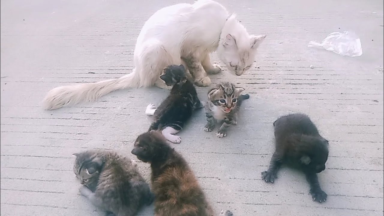 Anak Kucing Meong Meong | Anak Kucing Lucu | Anak Anak Kucing - YouTube