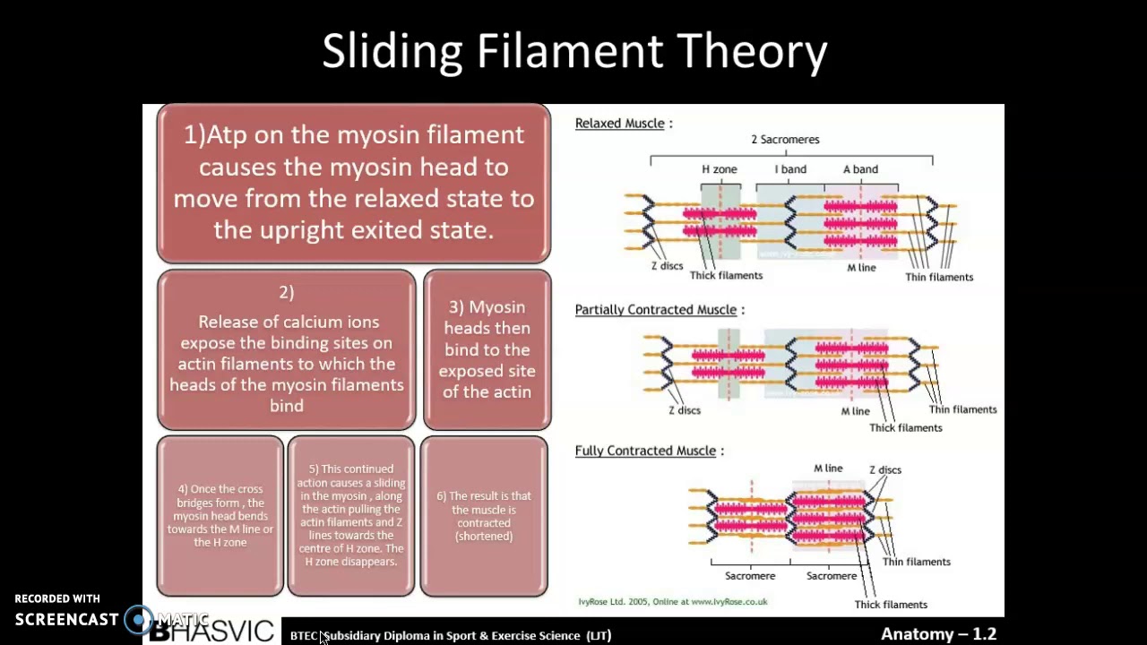 14)sliding filiment theory - YouTube