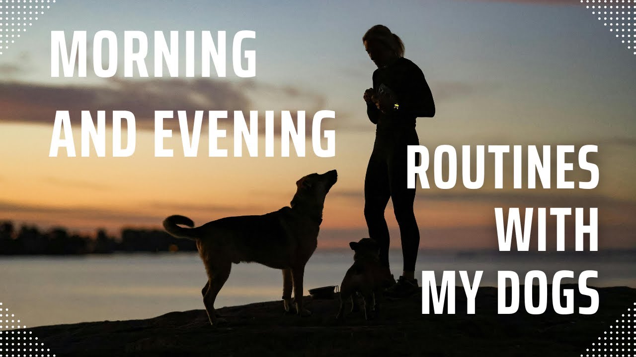 Morning and Evening Routines with My Dogs - YouTube