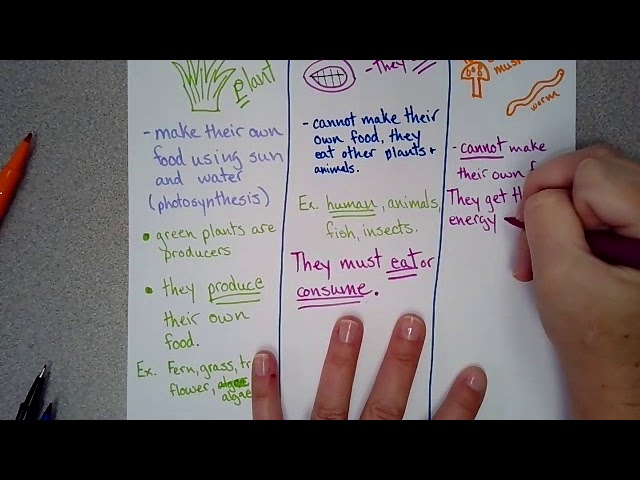 Producers Consumers And Decomposers Anchor Chart