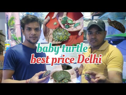 turtle shop in delhi red eared slider baby new stock turtle tank price ...