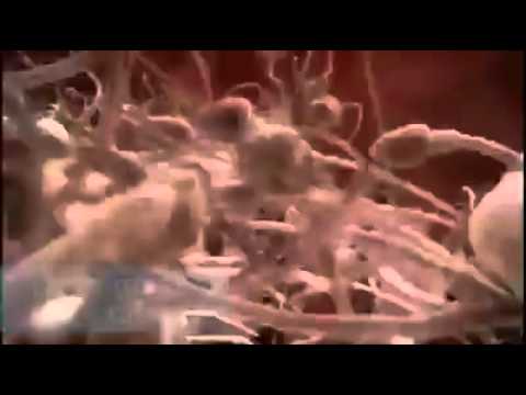 Bebe se formando - YouTube