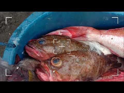 STA.ANA CAGAYAN VALLEY 🐠 FISH - YouTube