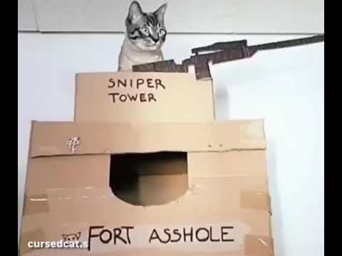 ohtrapstar- Choppa- cat edit meme - YouTube