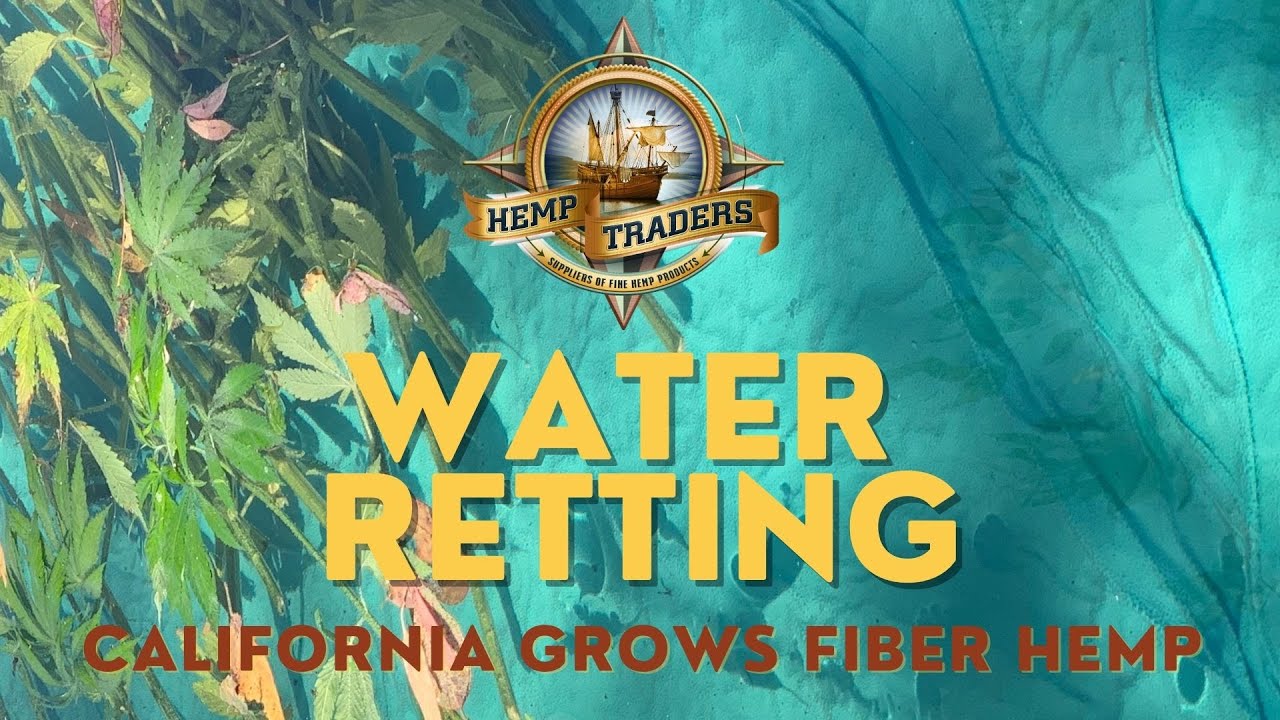 Hemp Water Retting - YouTube