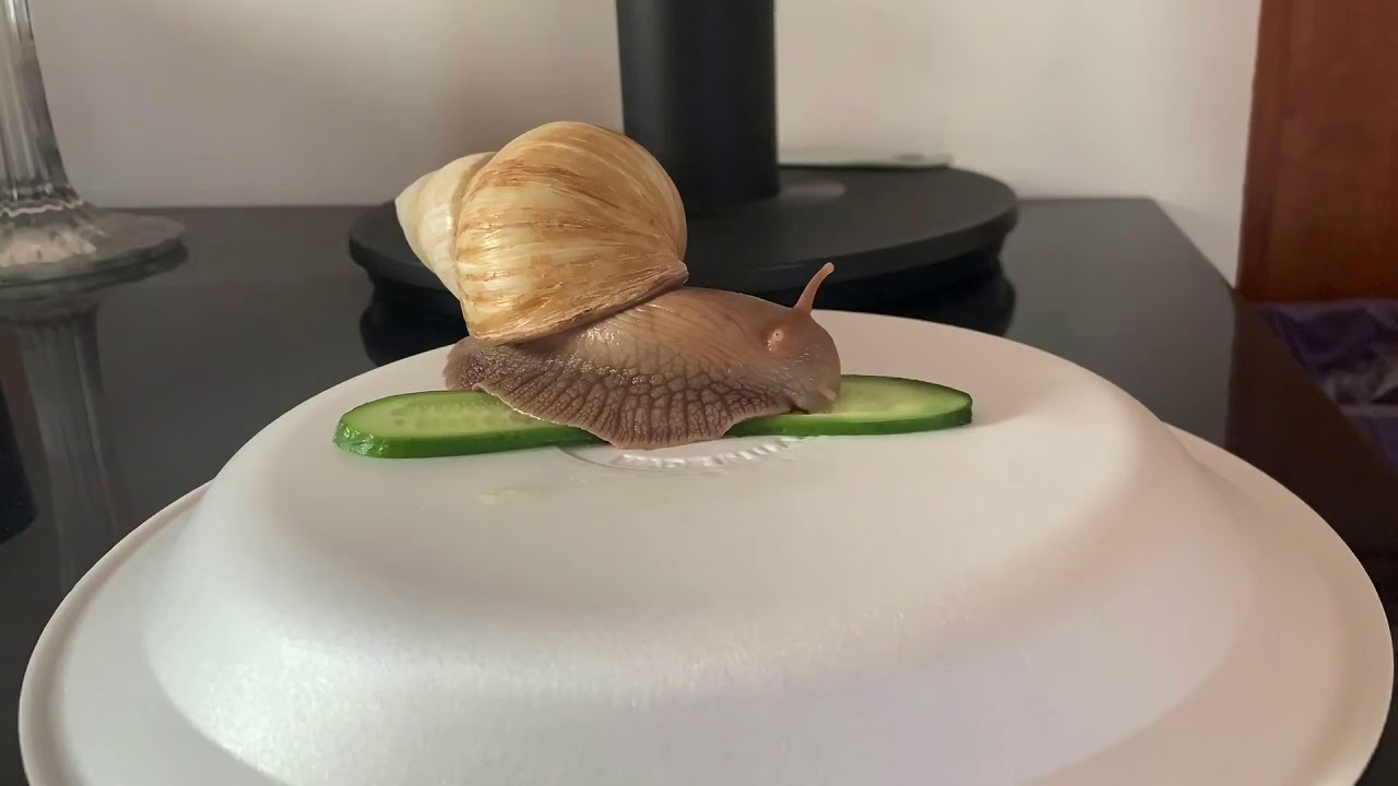 Giant African Snails enjoying their lunch! THEY ARE HUGE! - YouTube