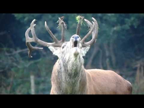 Tuan king of the Deer. Near the lake hotel.
