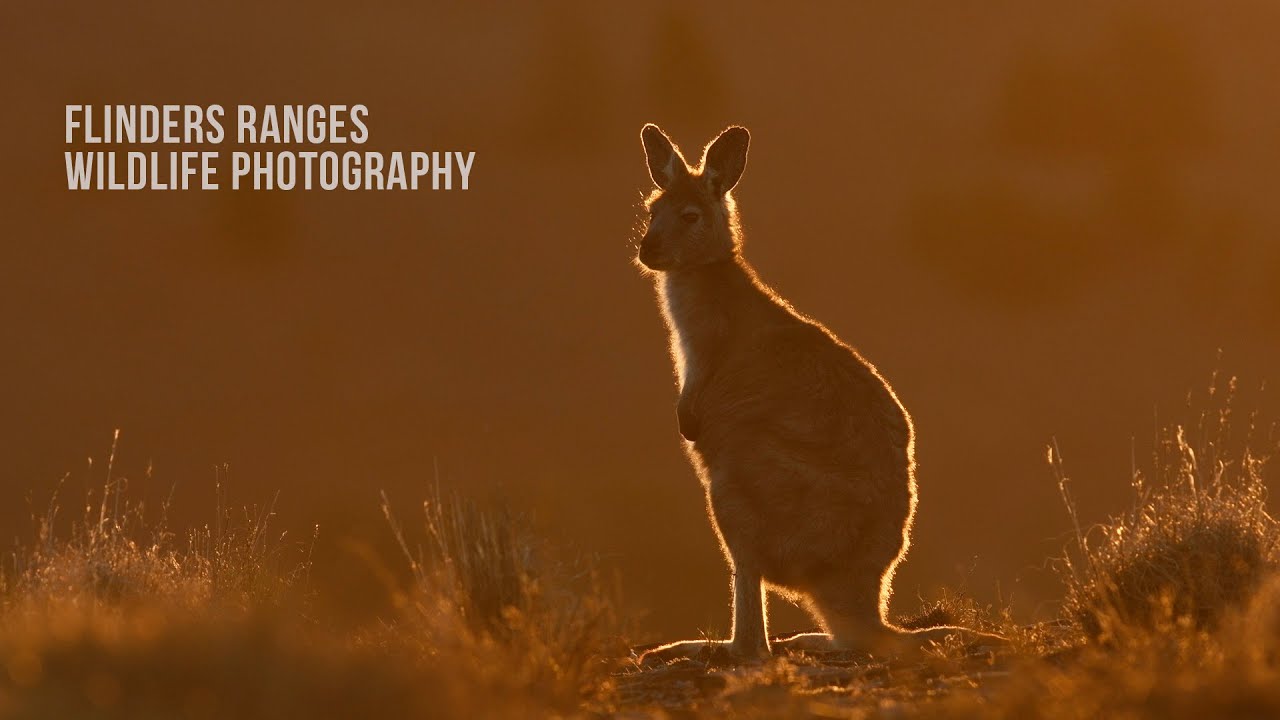 FLINDERS RANGES WILDLIFE - SOUTH AUSTRALIA - YouTube