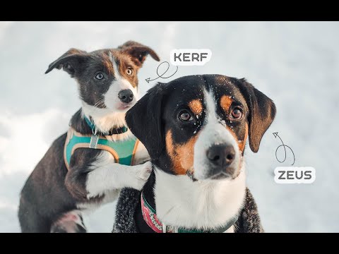 Zeus and Kerf|winter 2019