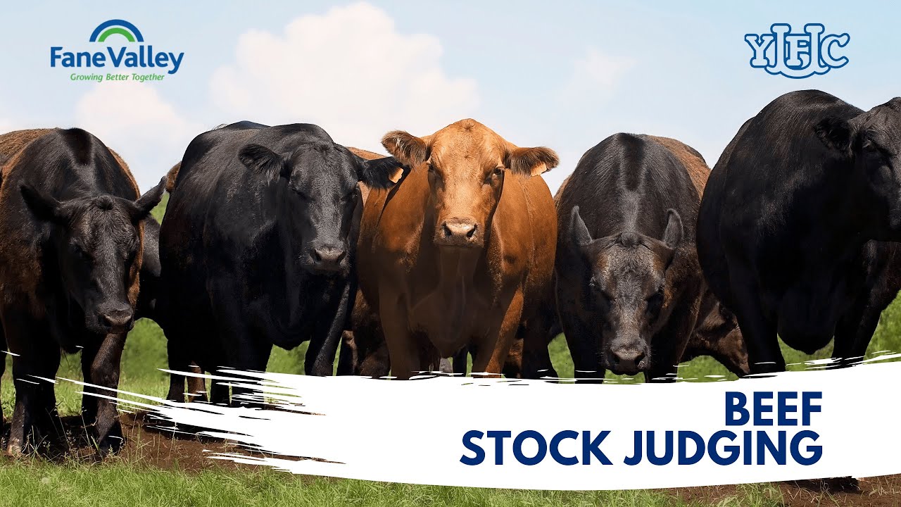 Beef stock judging ring 2 finals 2021 - YouTube