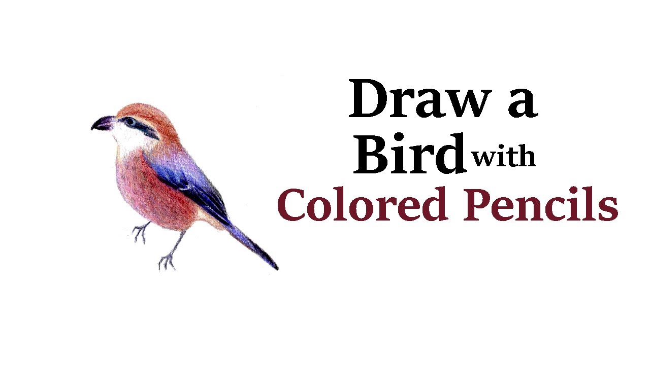 How to Draw a Simple Bird Using Staedtler Colored Pencils - Fun and ...