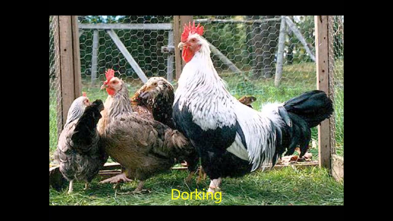Chicken dual purpose breeds - YouTube