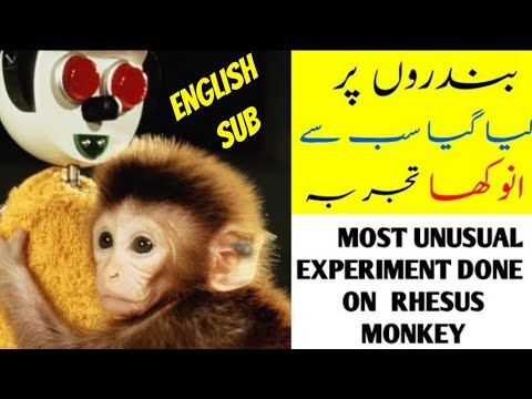 MOST UNUSUAL EXPERIMENT DONE ON RHESUS MONKEY|HARRY HARLOW|WIRE MOTHER ...