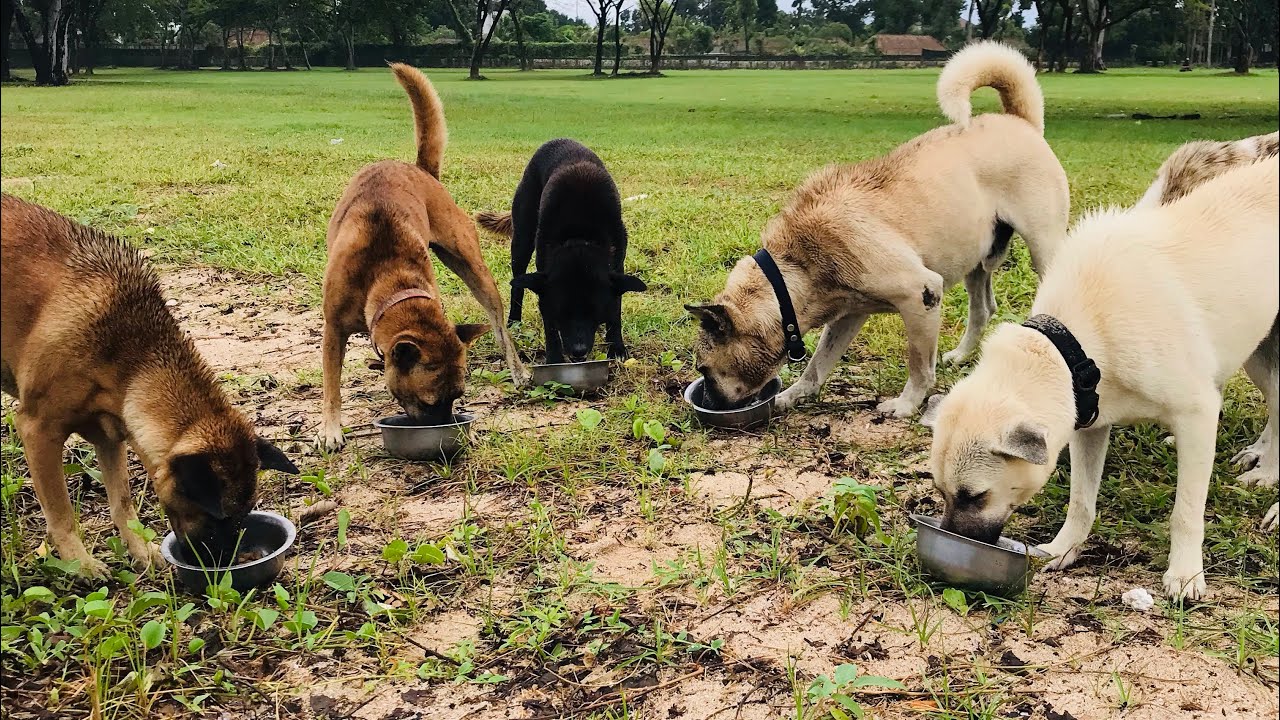 Feed and give love | Feeding homeless dogs 🐾 ️🙏 - YouTube