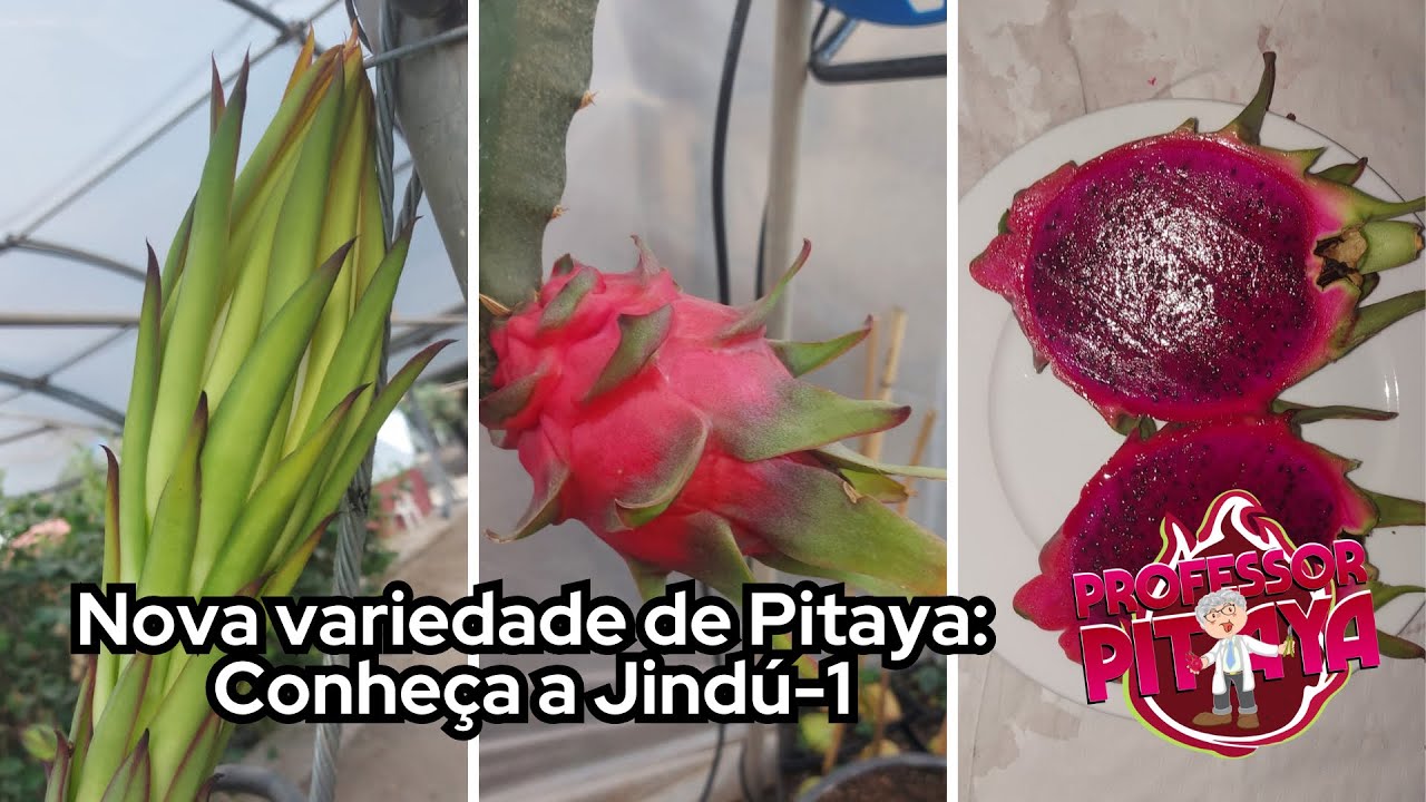 117) Nova variedade de Pitaya: Conheça a Jindú-1 | Nueva variedad de ...