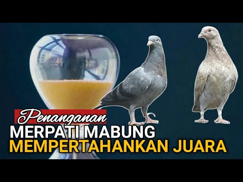MERPATI RONTOK BULU DAN CARA MEMPERTAHANKAN PRESTASI JUARA  🏆🏆🏆