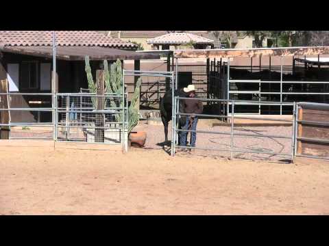 Horse Handling Tip #2: Turn-Out - YouTube