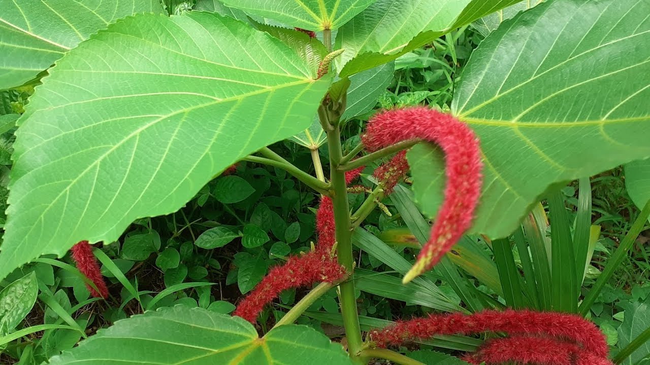 From Propagation to Bloom: Growing My Red Hot Cat Tail Plant - YouTube