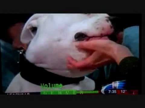 Colorado News reporter Kyle Dyer gets bit by dog in face Live Raw ...