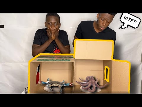 WHATS IN THE BOX CHALLENGE- *LIVE ANIMALS* - YouTube