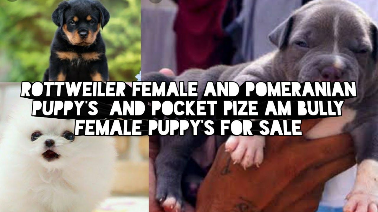 Pom and Rottweiler and pocket size ambully for sale in amalapuram owner ...