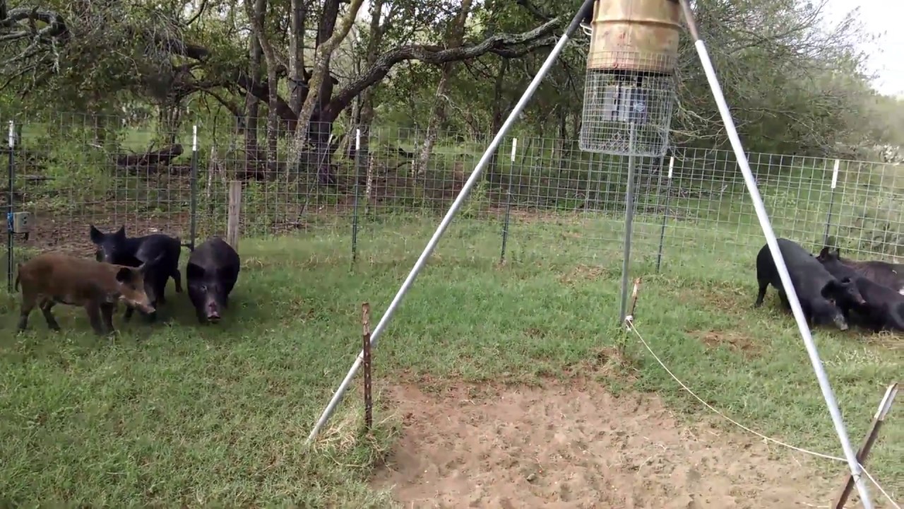 Trapping wild hogs - YouTube