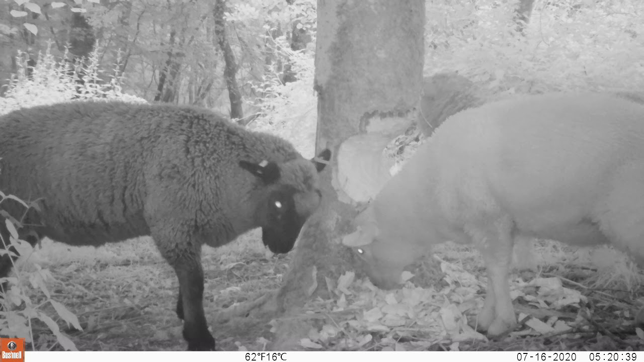 3 lambs chewing beaver chips - YouTube