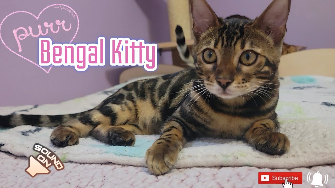 Purring Kitty | Purr | Cuddly Bengal | Bengal Kittens | Affectionate ...
