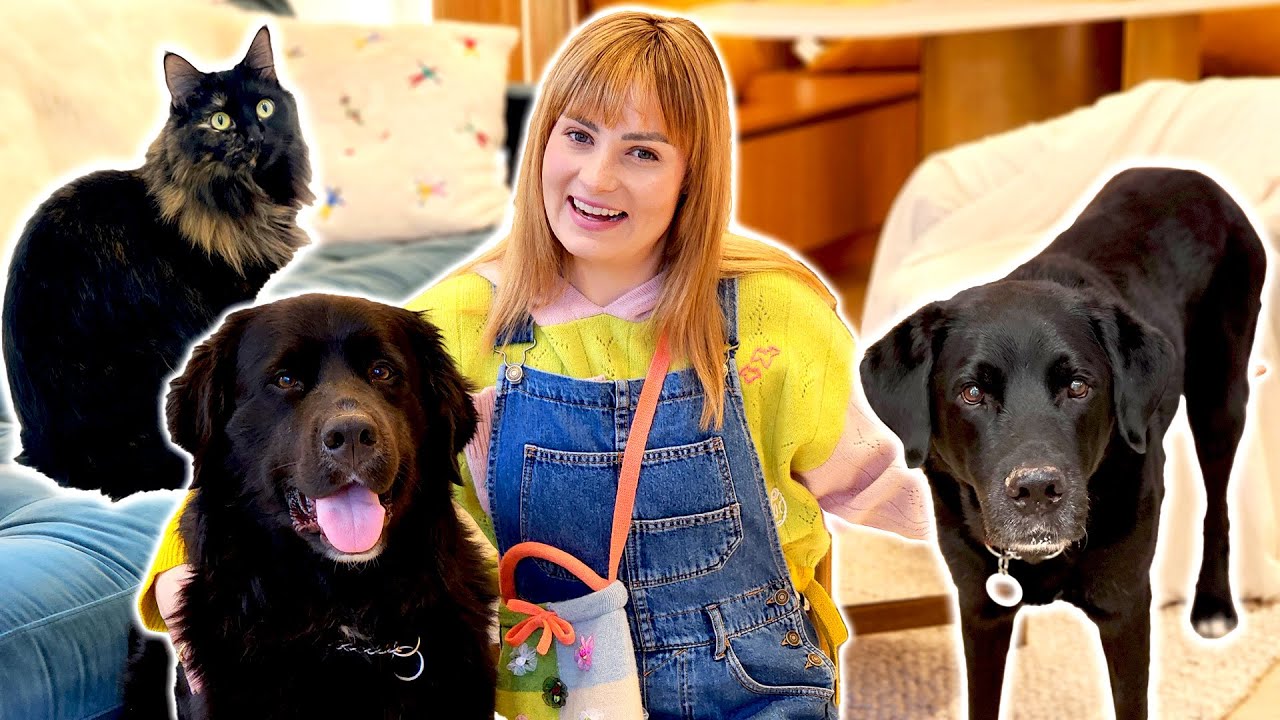 My New Guide Dog Meets My Retired Guide Dog & Cat for the First Time ...