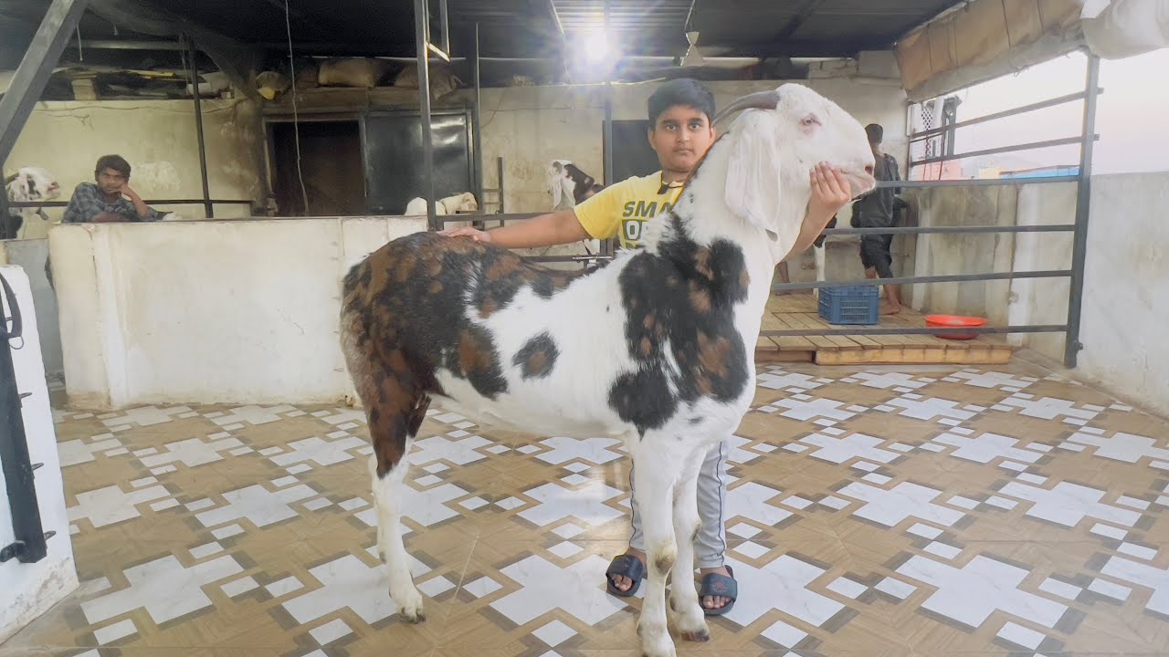 Gujri Bakra 145 Kg Self Feed || Garib Goat Farm || Ajmer - YouTube