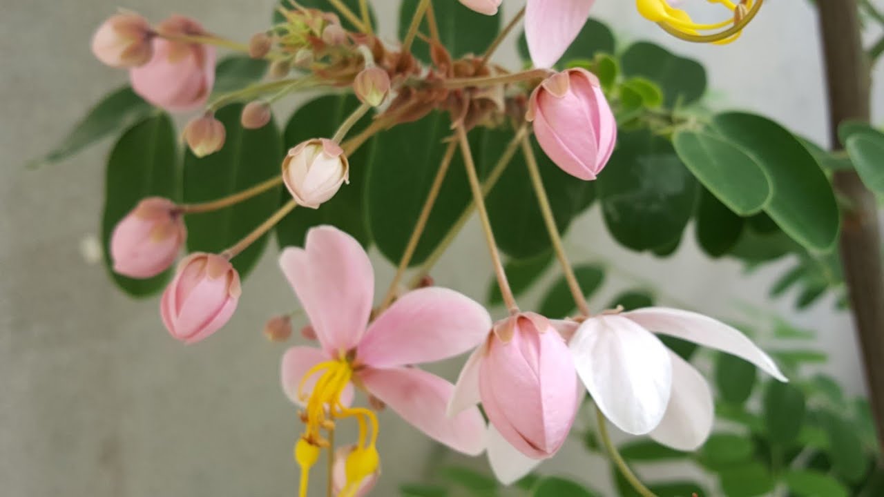 Cassia javanica | Cassia nodosa pruning | Part 1 - YouTube