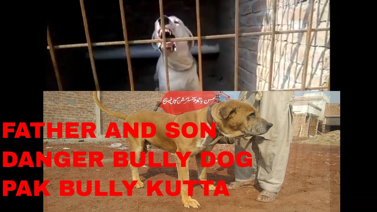 Bully Kutta WHITE GOLD LEAF Pakistani Bully Dog (part 4) Faisalabad ...