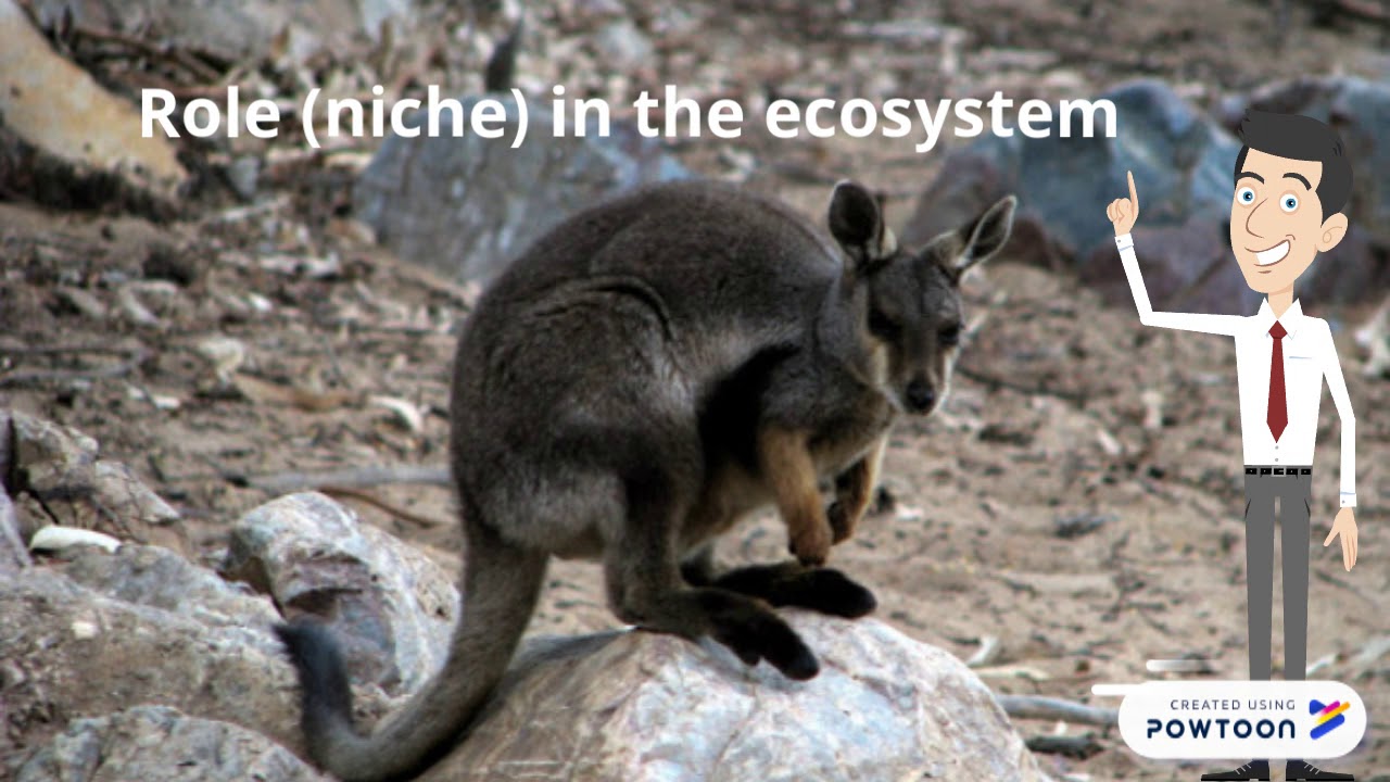 Black Footed Rock Wallaby (animation) - YouTube