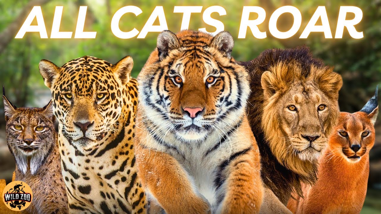 Some Rare Wild Cats Sounds!🔥🐯 - YouTube