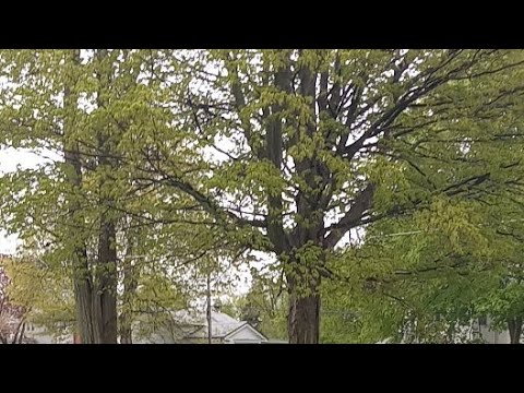 Museum Tour with Randy and Shane - YouTube