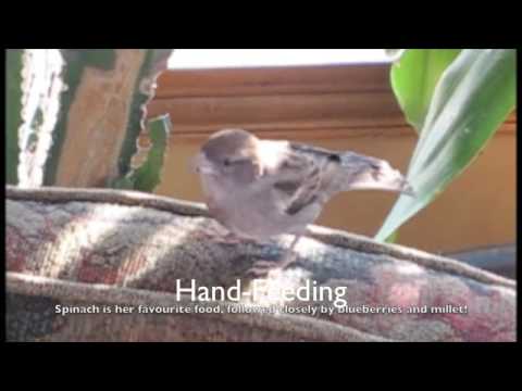 Phoebe Finch the House Sparrow - YouTube