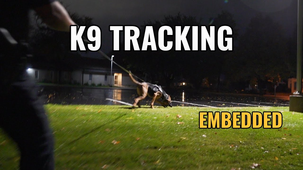 Setting a Track with K9 Dexter | Bloodhound Training Explained - YouTube