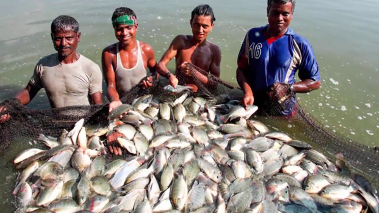 সুন্দরবনে এক জালেই ধরা পড়ল ৫ লাখ টাকার মেদ মাছ || Fish caught in the ...