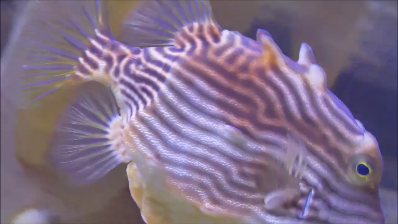 Shaw's Cowfish, Melbourne Zoo, Australia, Jan 10, 2019 - YouTube