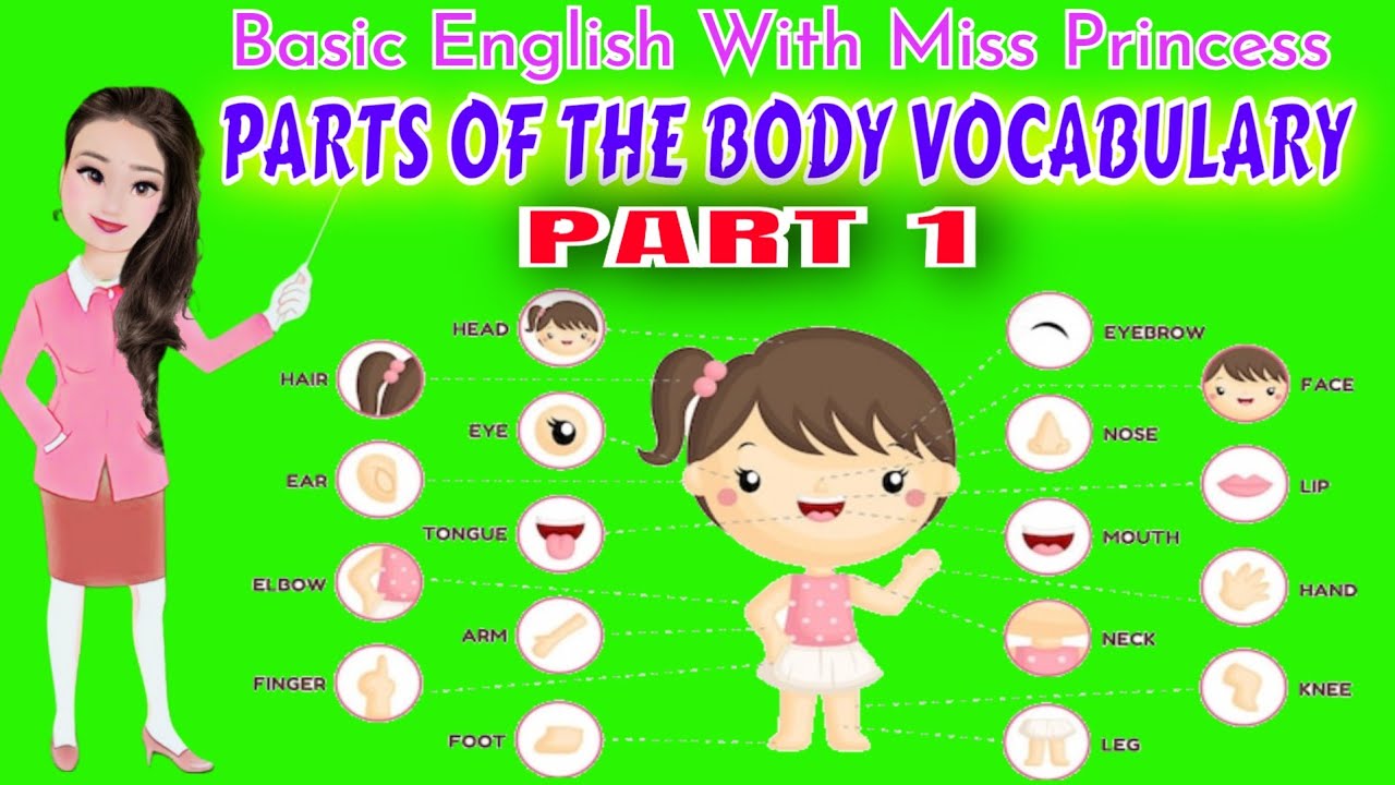 PARTS OF THE BODY VOCABULARY / BODY PARTS FOR KIDS / HUMAN BODY PARTS ...