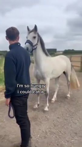 I’m so hungry I could eat a horse #memes - YouTube