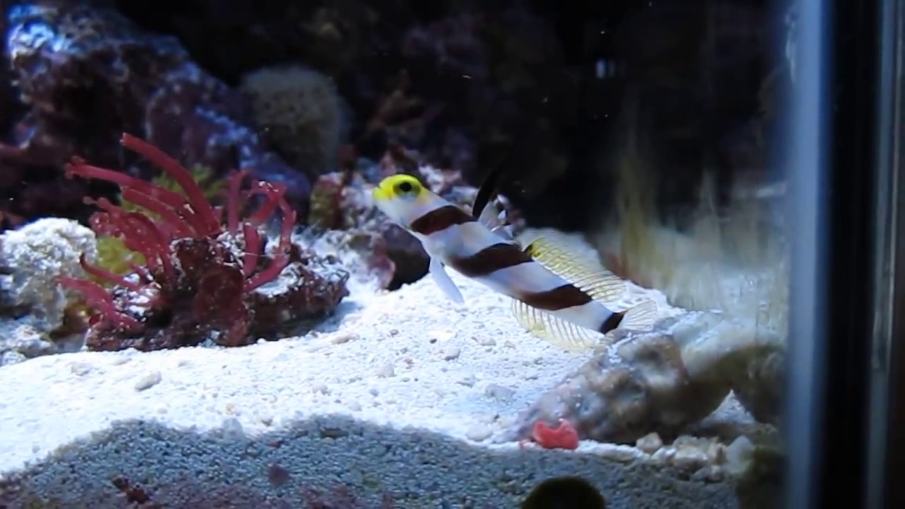 High Fin Red Banded Goby - YouTube