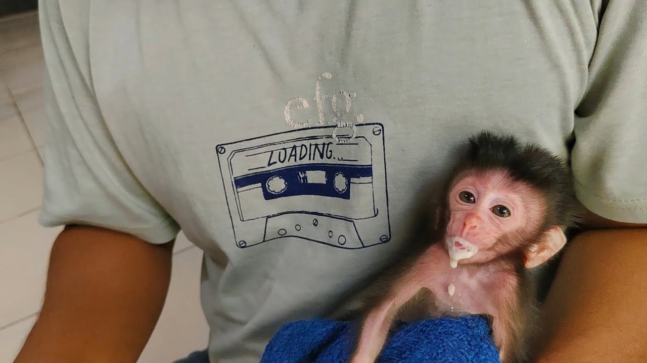 Pity the cute baby monkey Mickey, can't swallow milk well yet - YouTube