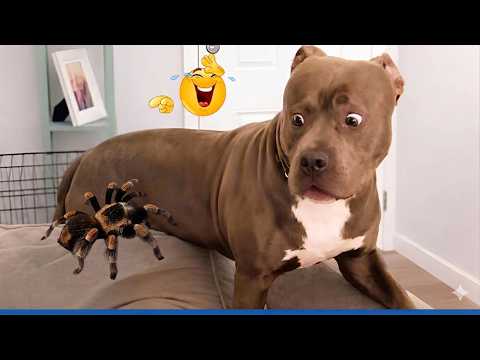 Super Funny Animal Video Clips 🐾 Funniest Cat & Dog Moments Ever Recorded.