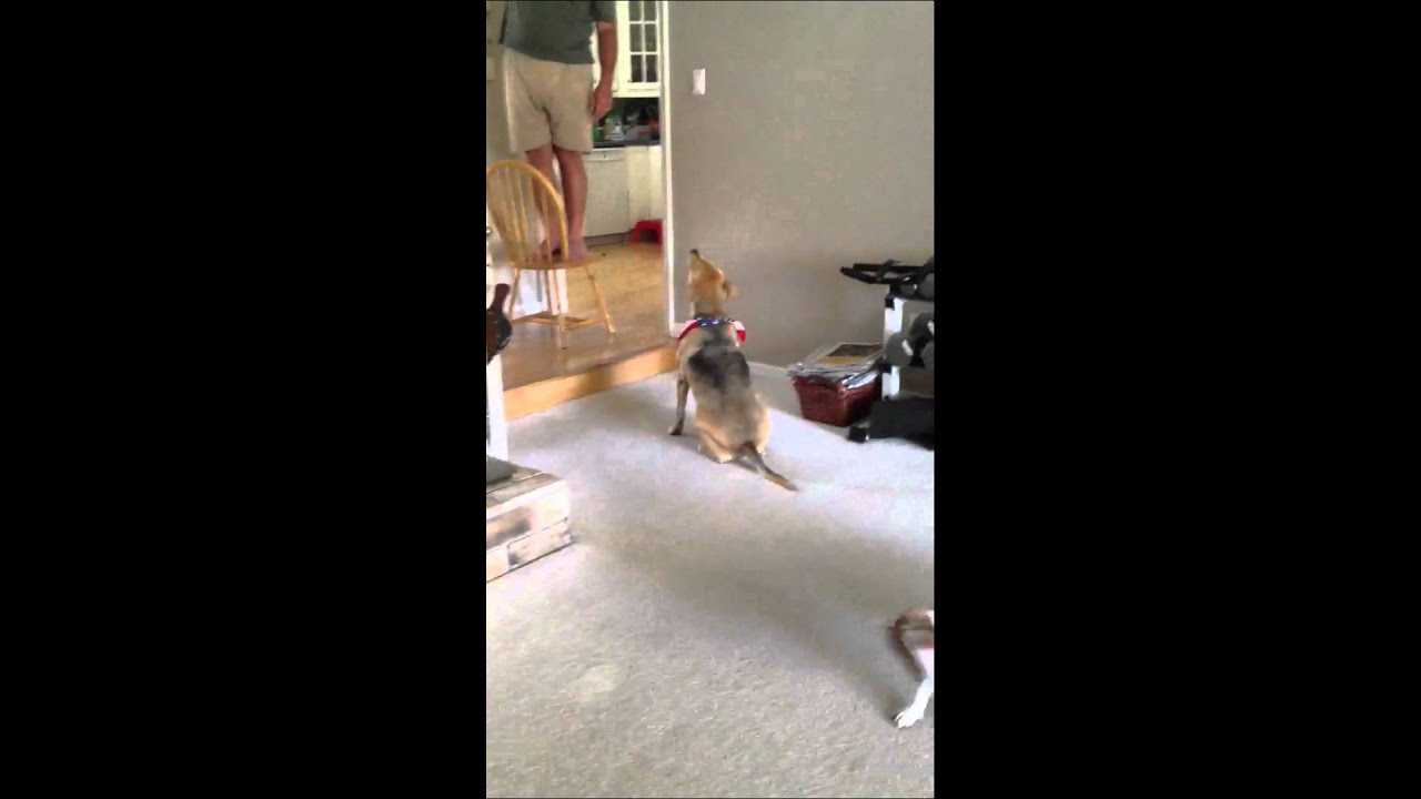 How Dogs React to a Fire Alarm - YouTube