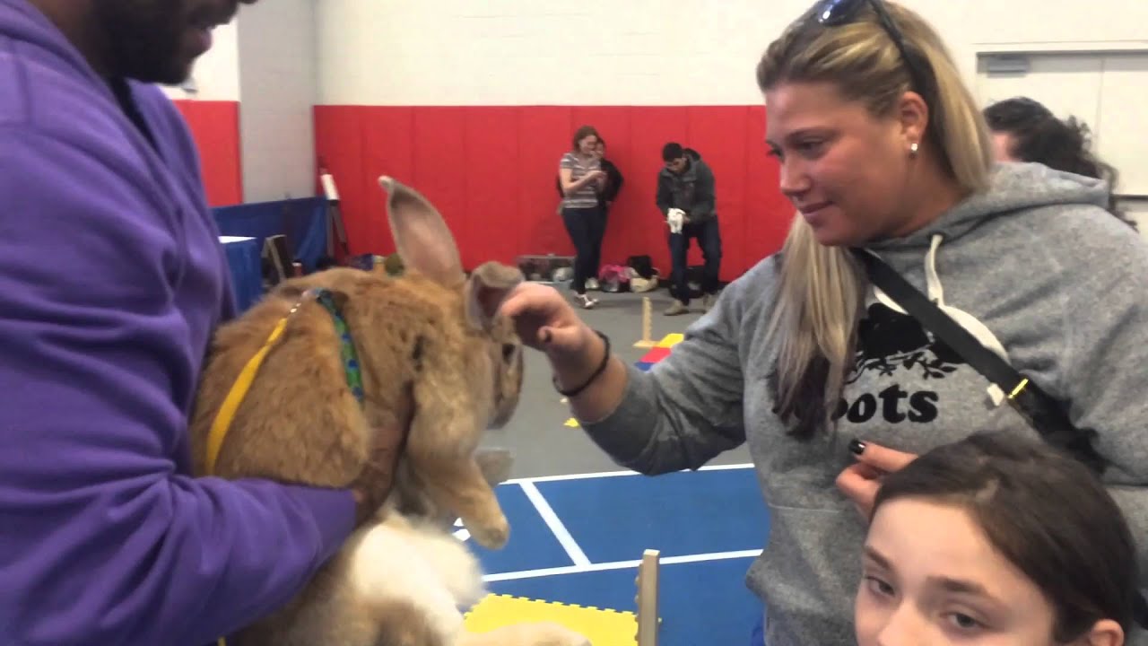 Rabbit Agility Training - YouTube