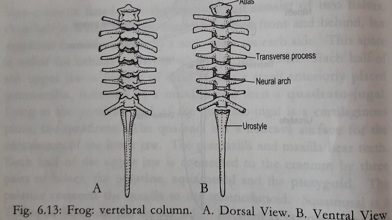 Class 42: Axial skeleton of Euphlyctis hexadactylus - YouTube