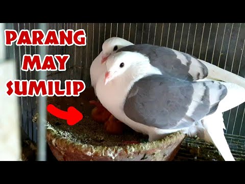 PARANG MAY SUMILIP NA! - YouTube